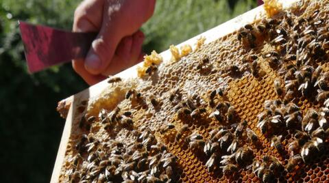 Ginger en plein ruche ! | Groupe Ginger